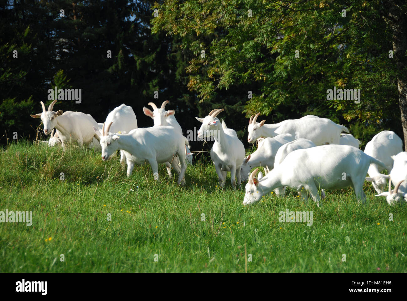 Saanen goats 23 Stock Photo - Alamy