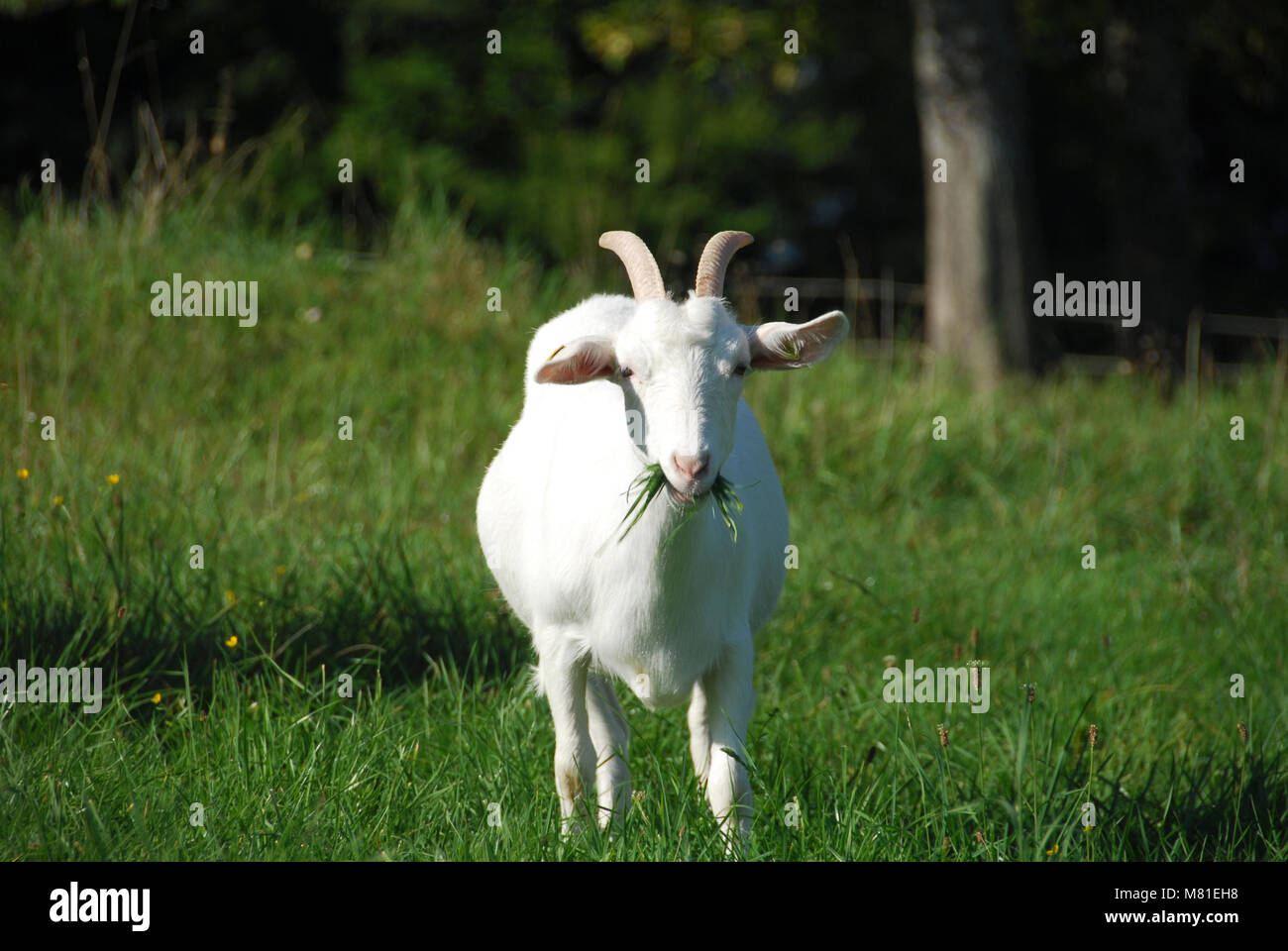 Saanen goats 25 Stock Photo - Alamy