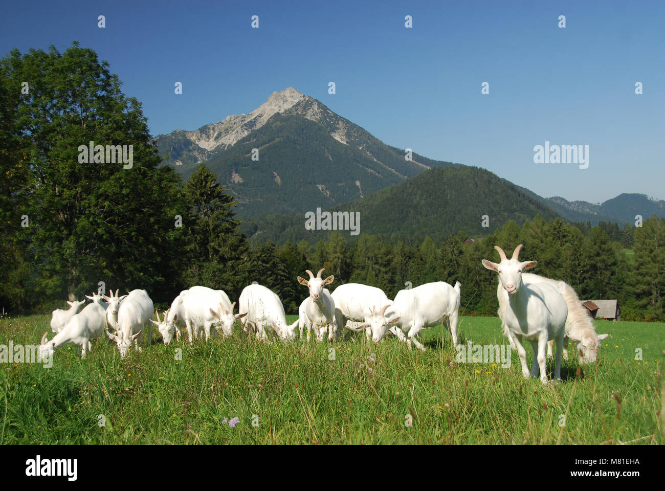 Saanen goats 26 Stock Photo - Alamy