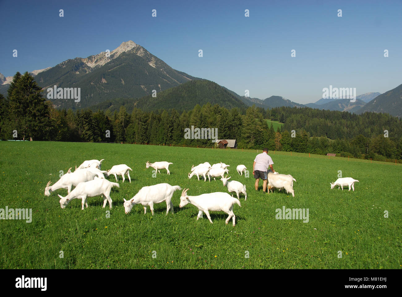 Saanen goats 29 Stock Photo - Alamy