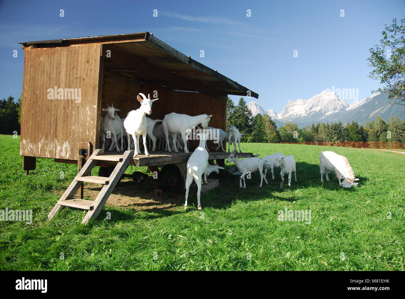 Saanen goats 3 Stock Photo - Alamy