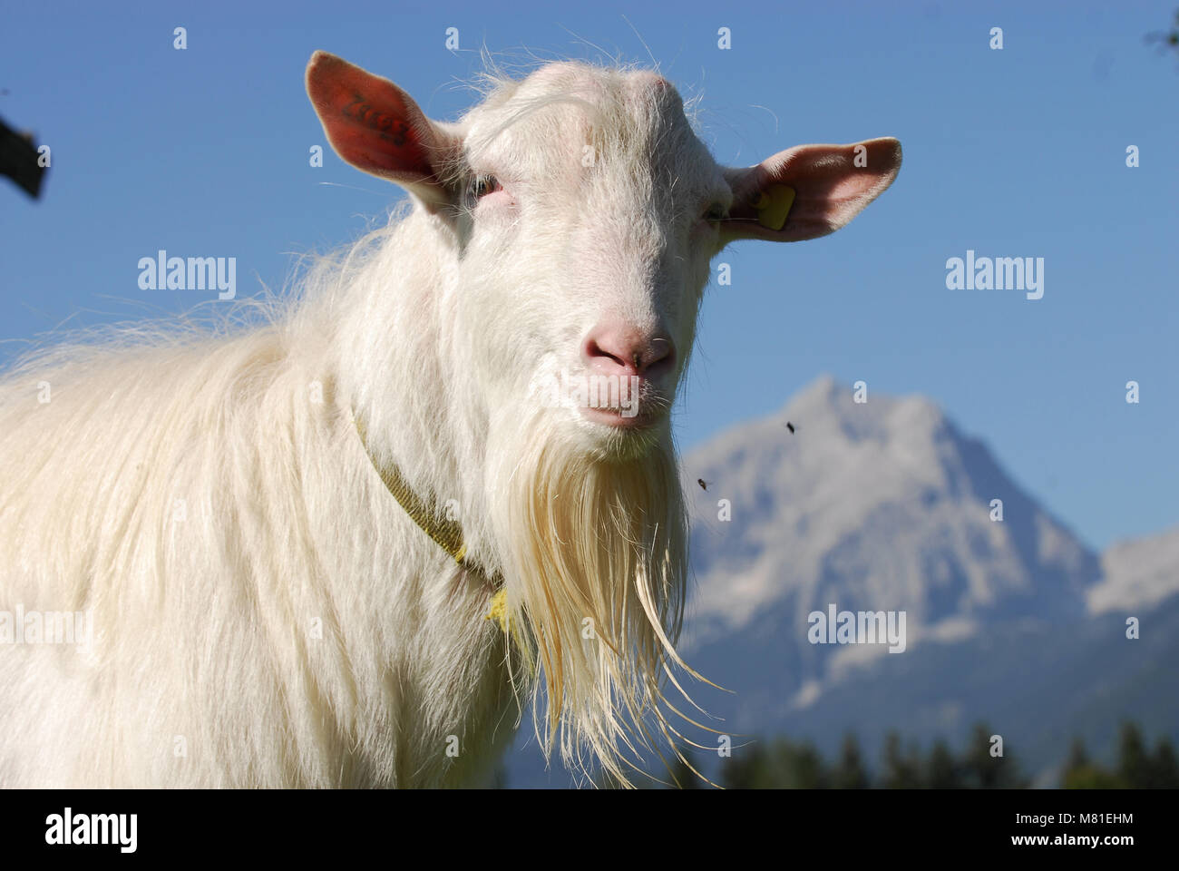 Saanen goats 30 Stock Photo - Alamy