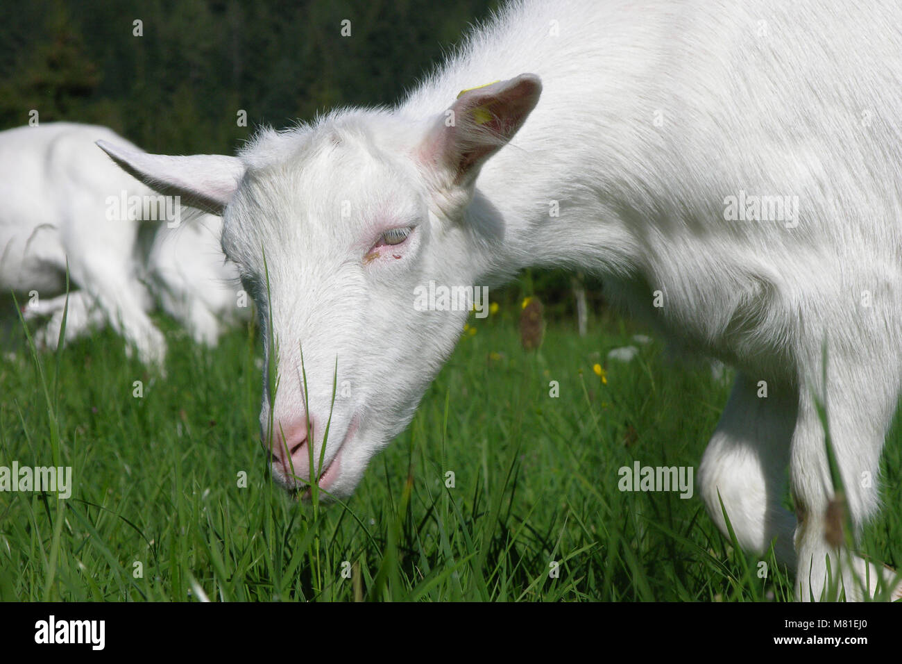 Saanen goats 37 Stock Photo - Alamy