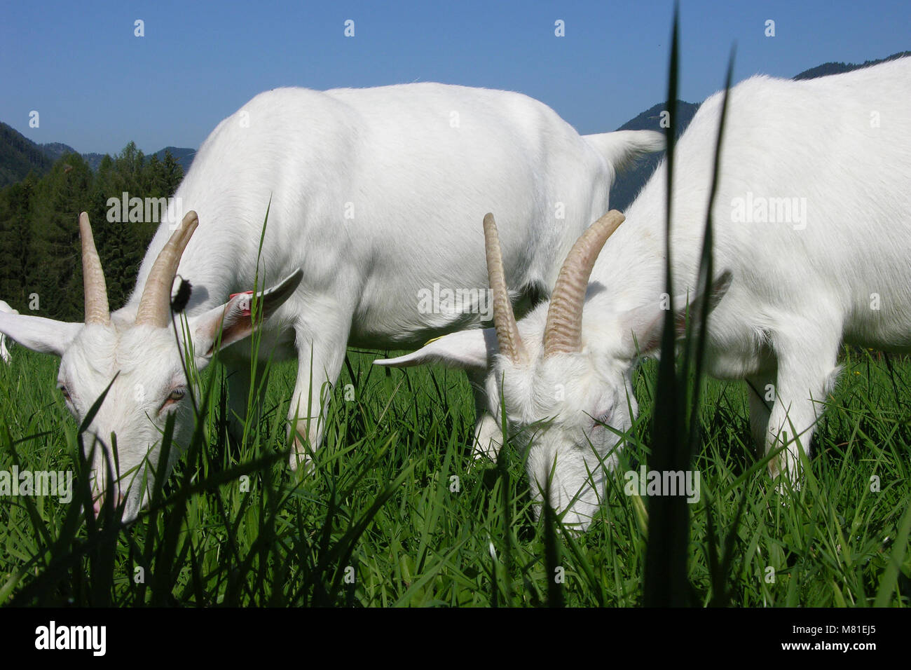 Saanen goats 41 Stock Photo - Alamy
