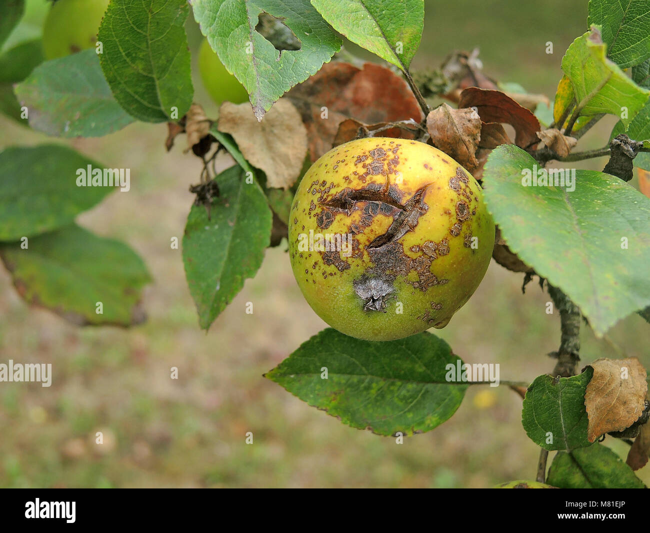 Fungal Attack High Resolution Stock Photography and Images - Alamy