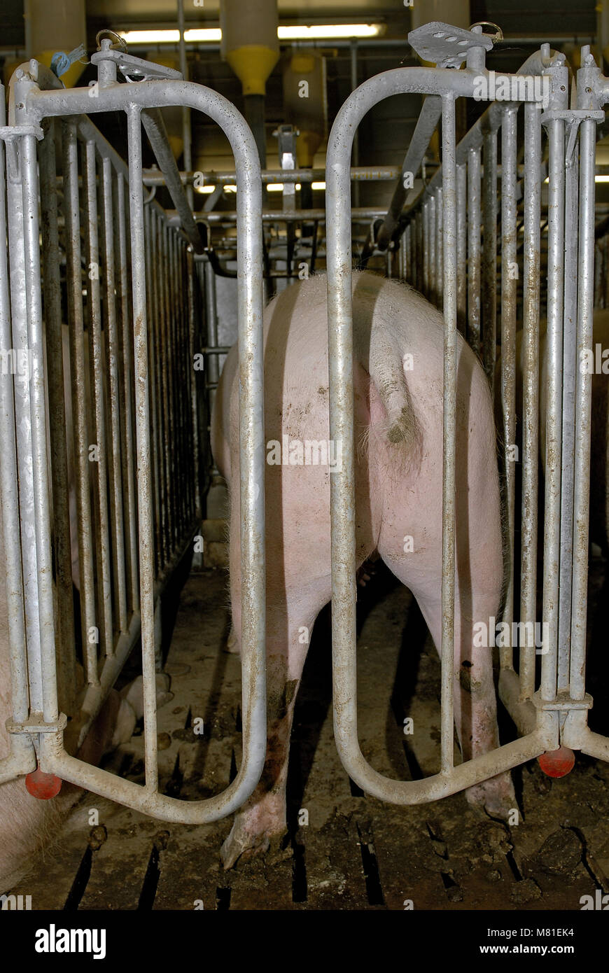 Brood sow stables hi-res stock photography and images - Alamy