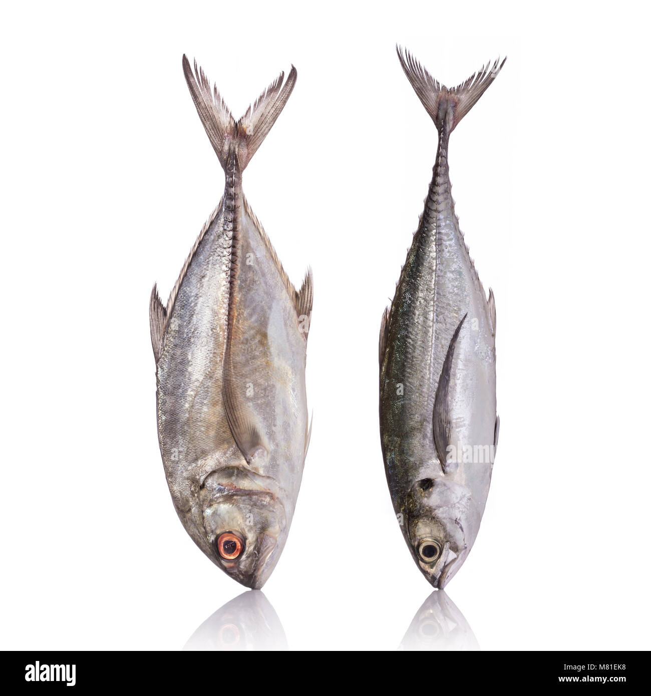 Giant trevally, Giant kingfish or Caranx. Studio shot isolated on white ...