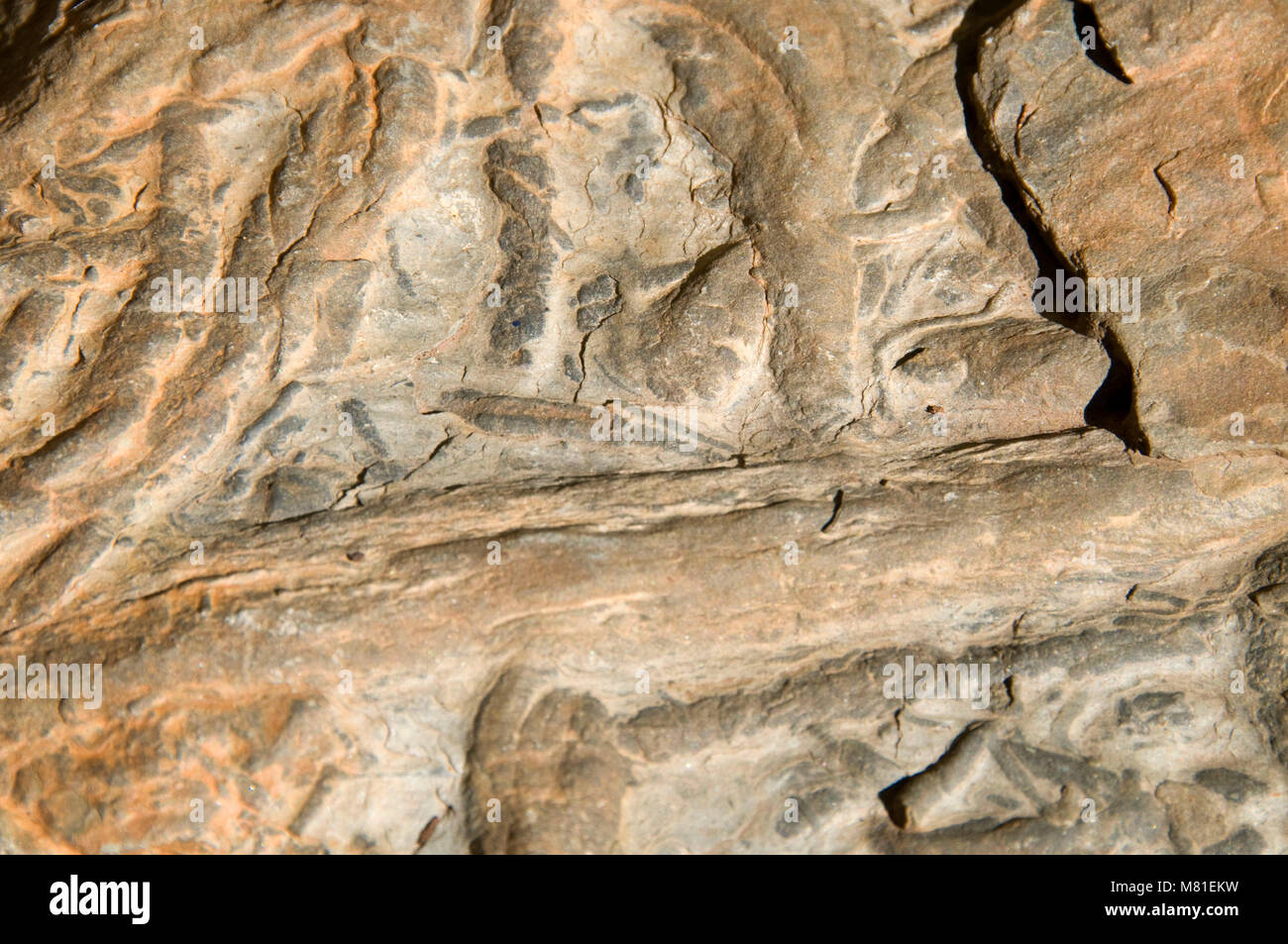 Trace fossils hi-res stock photography and images - Alamy