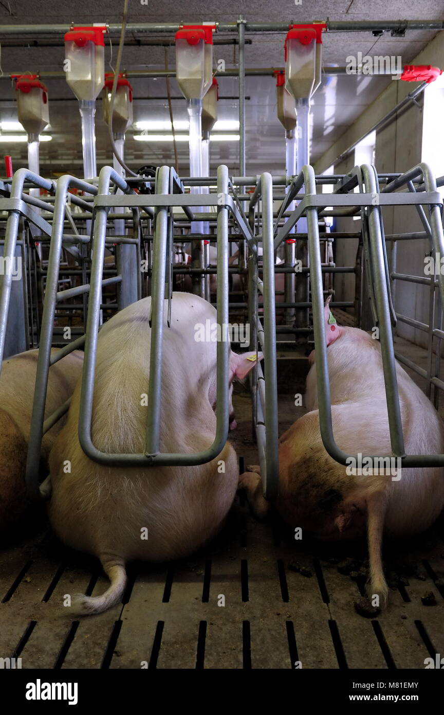 Brood sow stables hi-res stock photography and images - Alamy