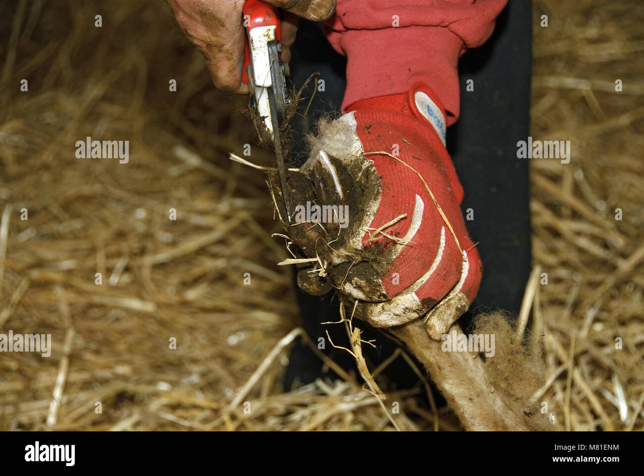 Sheep claw trimming 4 Stock Photo - Alamy