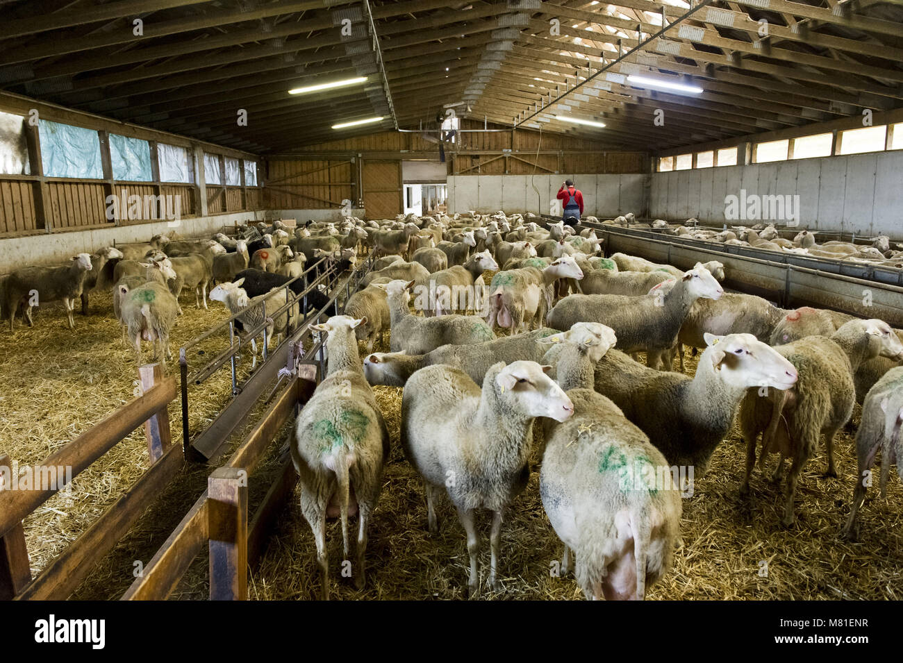 Sheep stables hi-res stock photography and images - Alamy
