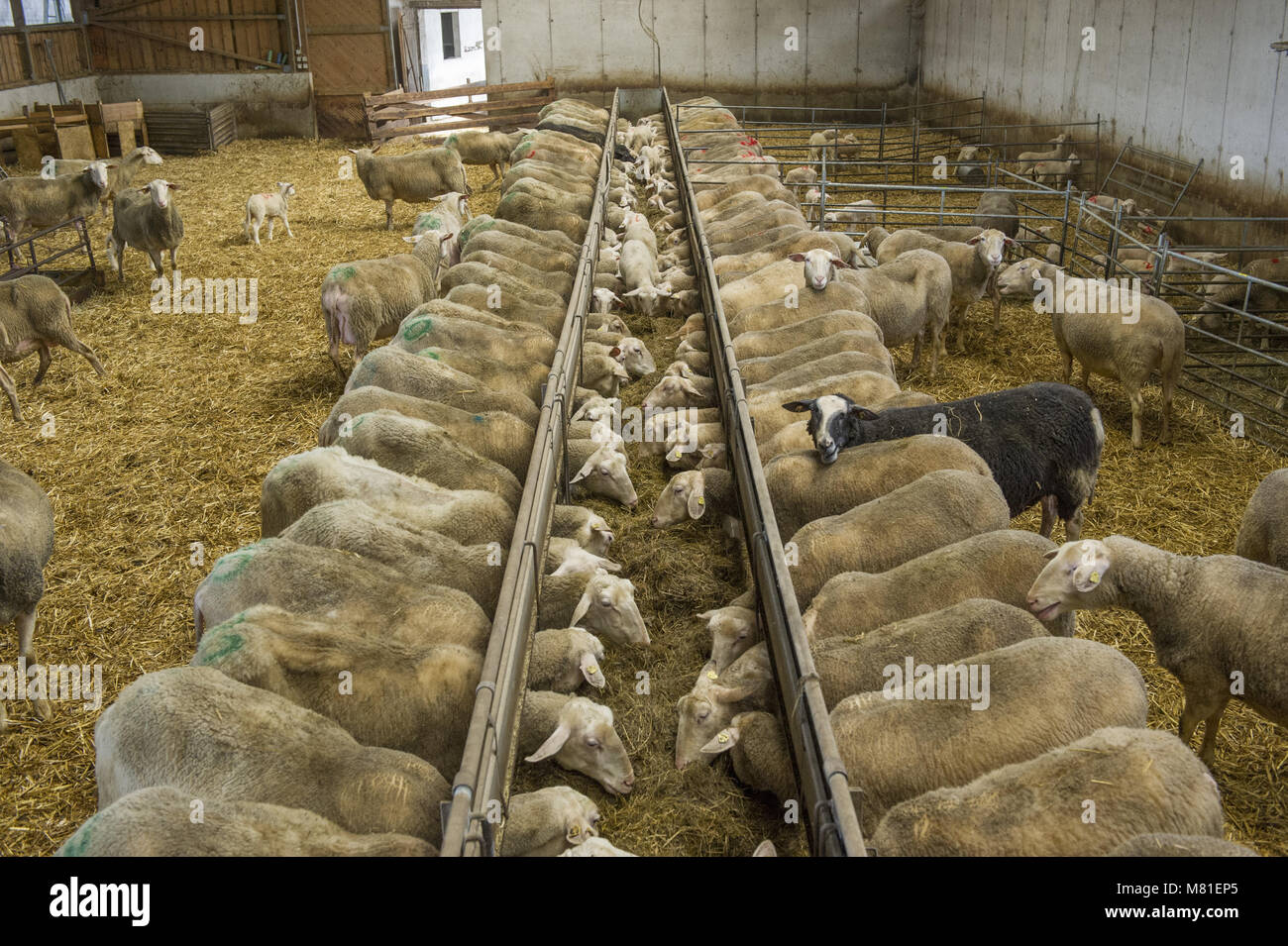 Sheep feeding 10 Stock Photo - Alamy