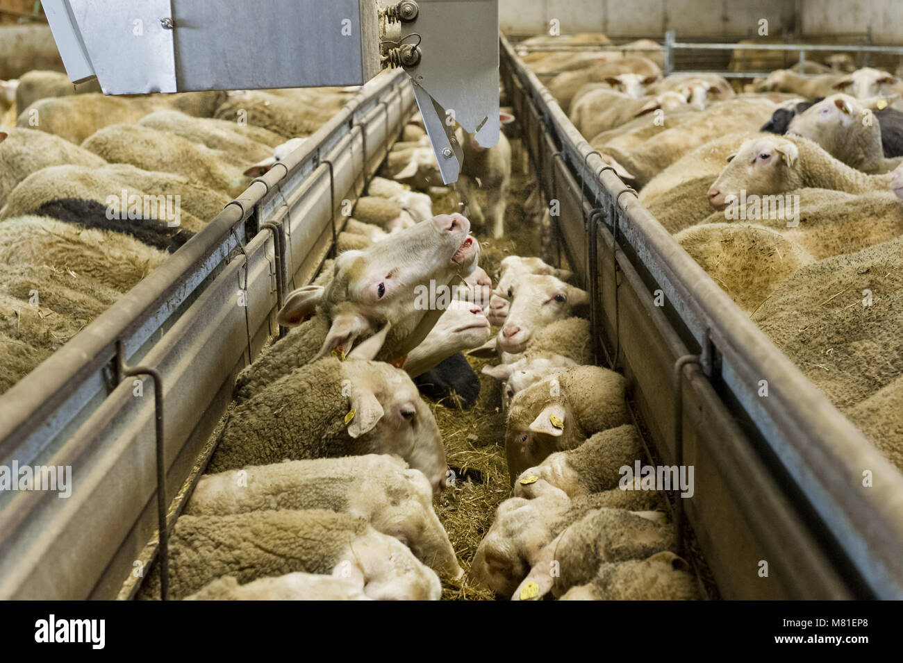 Sheep stables hi-res stock photography and images - Alamy