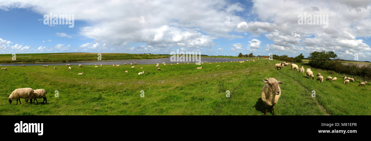 Sheep dam hi-res stock photography and images - Alamy