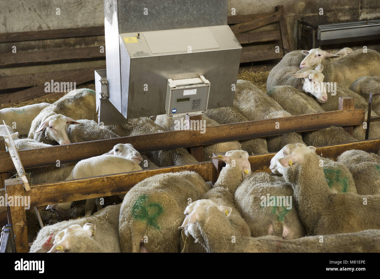 Sheep feeding 9 Stock Photo - Alamy