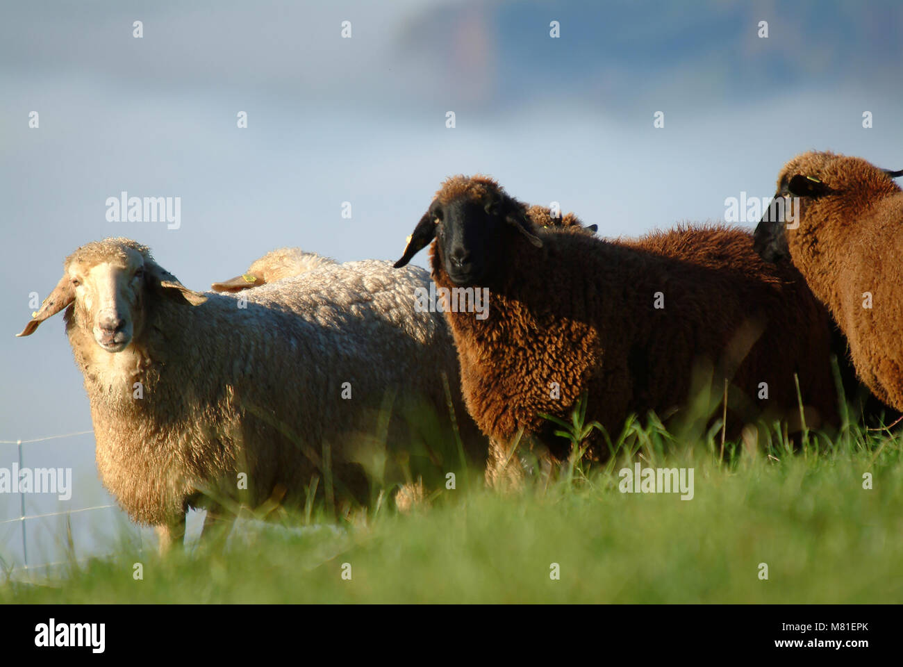 Sheep fog hi-res stock photography and images - Alamy