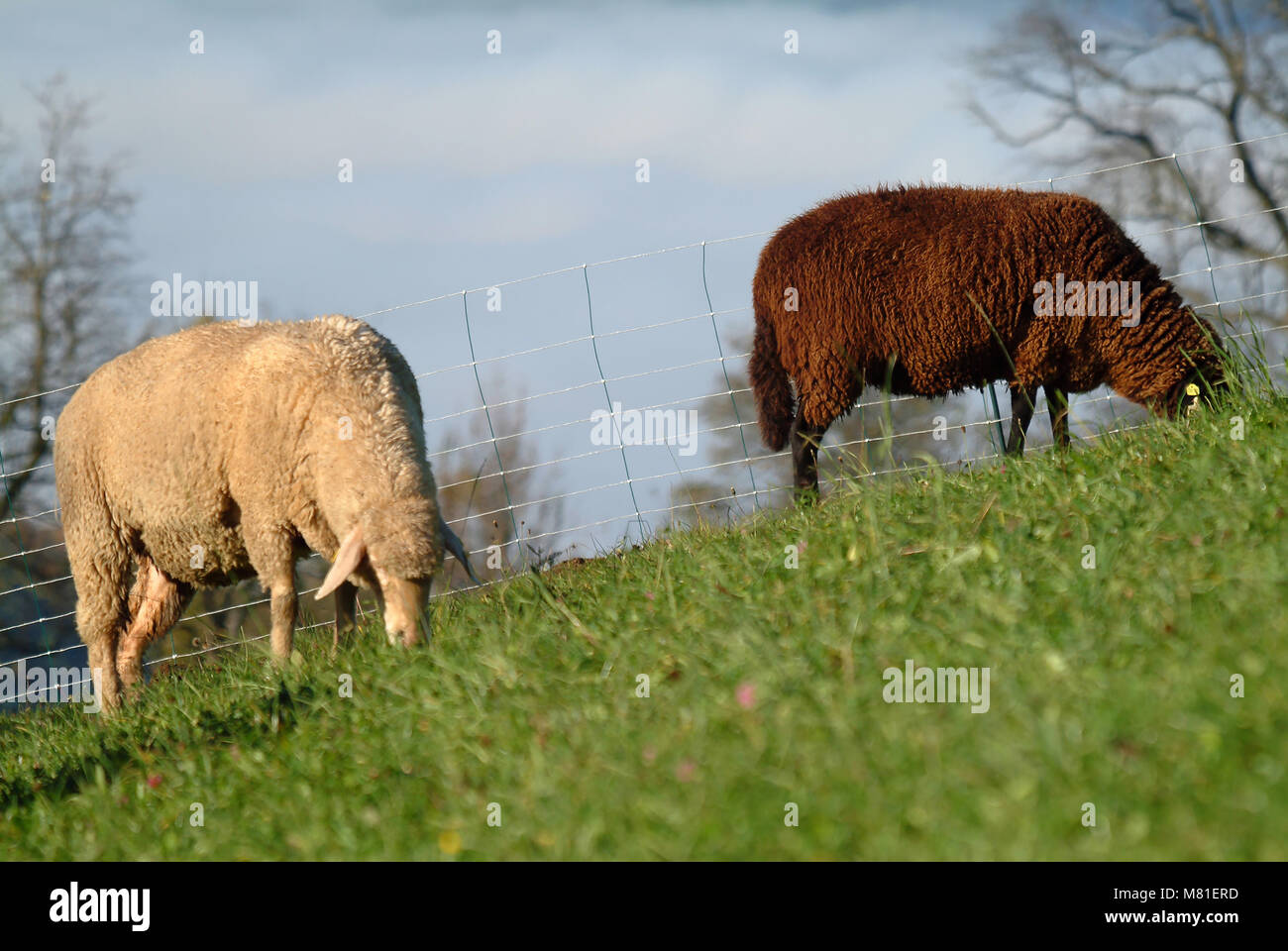 sheep fog 25 Stock Photo - Alamy