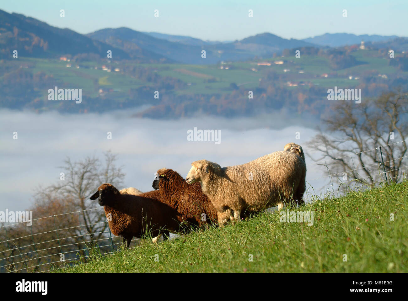 sheep fog 27 Stock Photo - Alamy