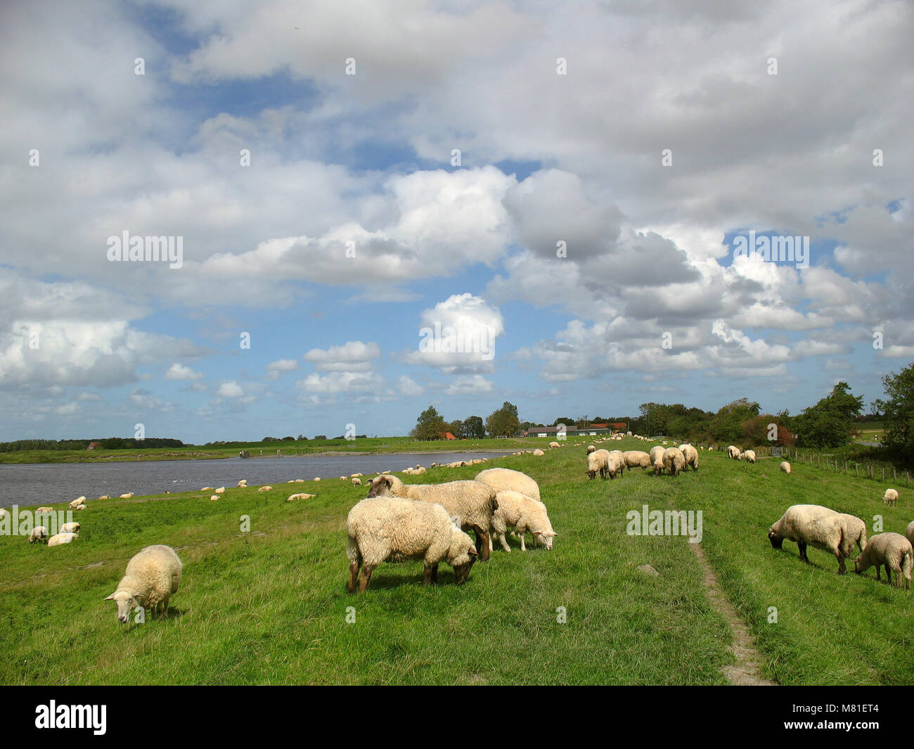 Sheep northern sea 8 Stock Photo - Alamy