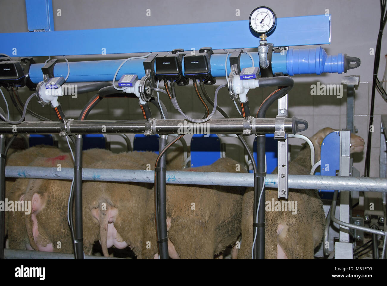 Sheep Side by Side 14 Stock Photo - Alamy