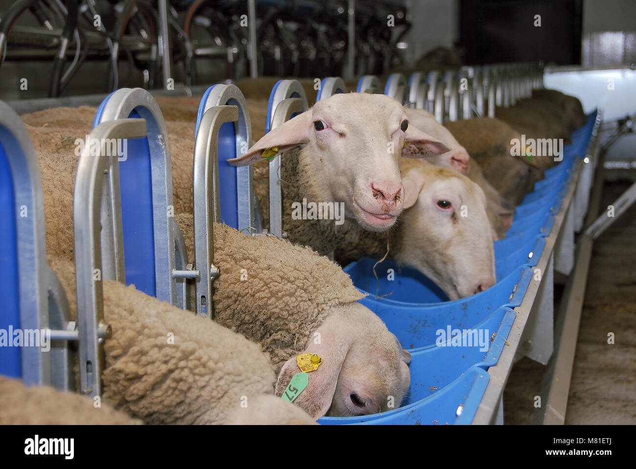 Sheep Side by Side 18 Stock Photo - Alamy