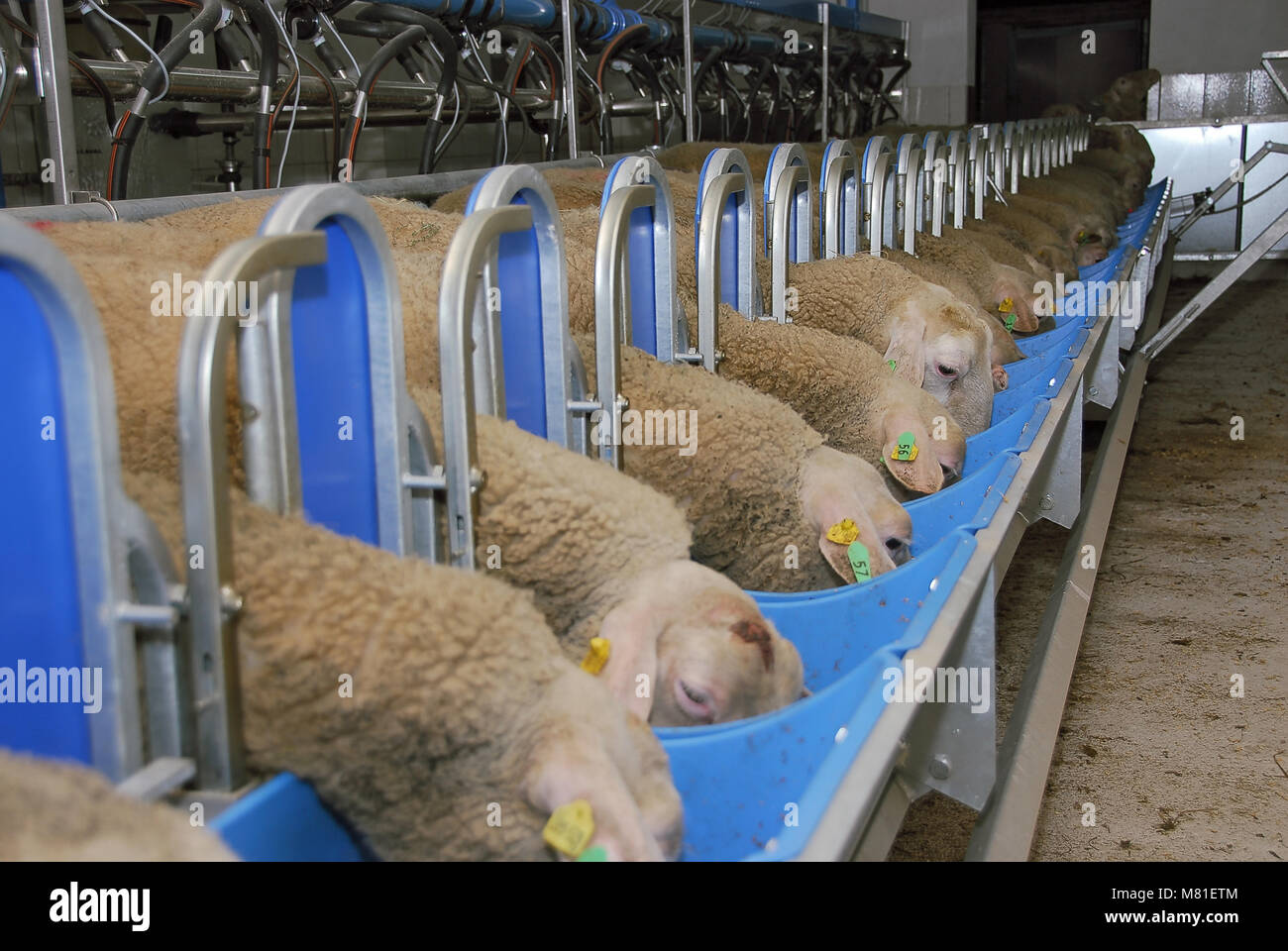 Sheep Side by Side 19 Stock Photo - Alamy