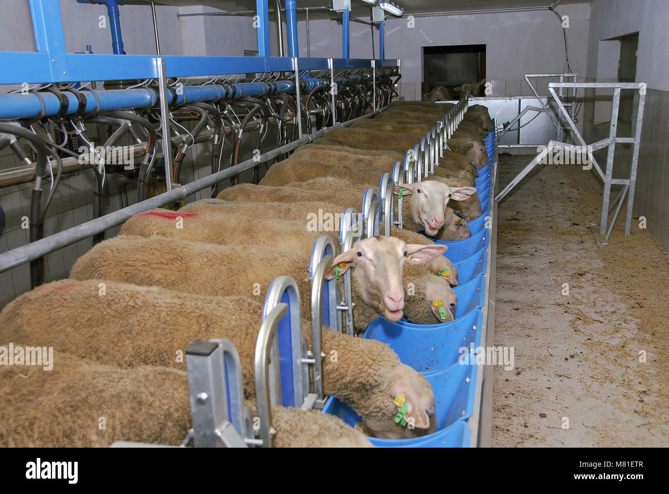 Sheep Side by Side 22 Stock Photo - Alamy