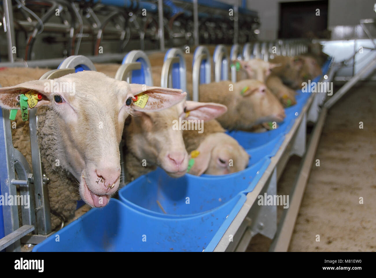 Sheep side by side hi-res stock photography and images - Alamy