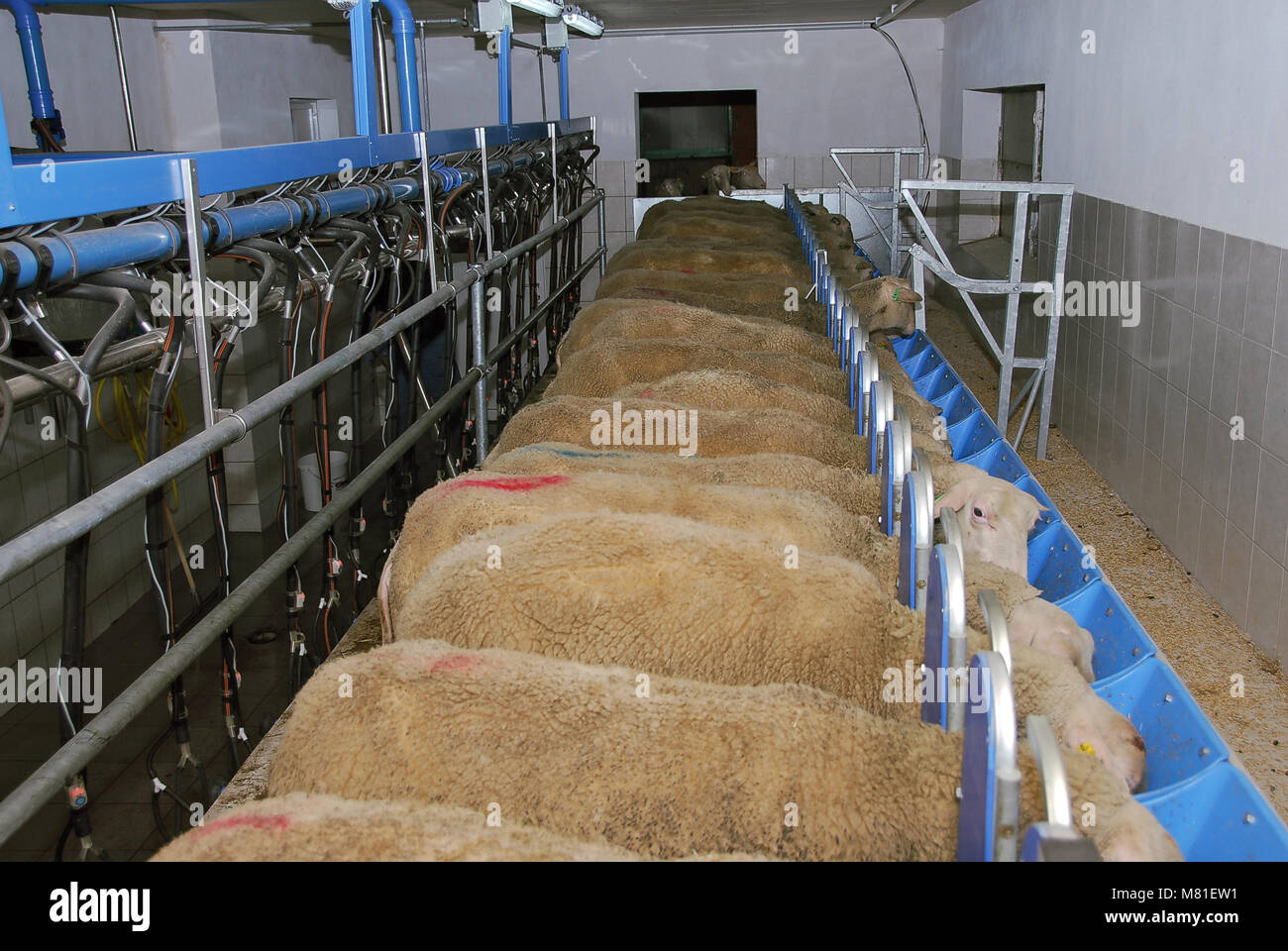 Sheep Side by Side 23 Stock Photo - Alamy
