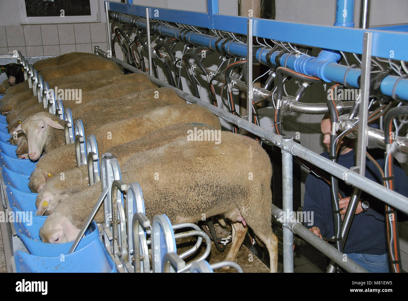 Sheep Side by Side 5 Stock Photo - Alamy