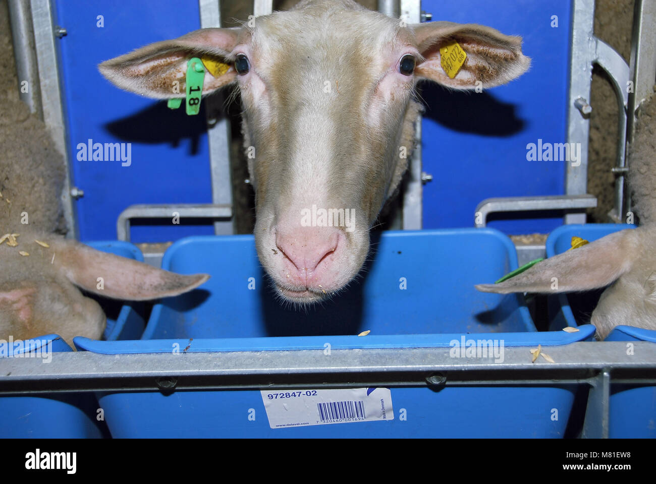 Sheep Side by Side 7 Stock Photo - Alamy