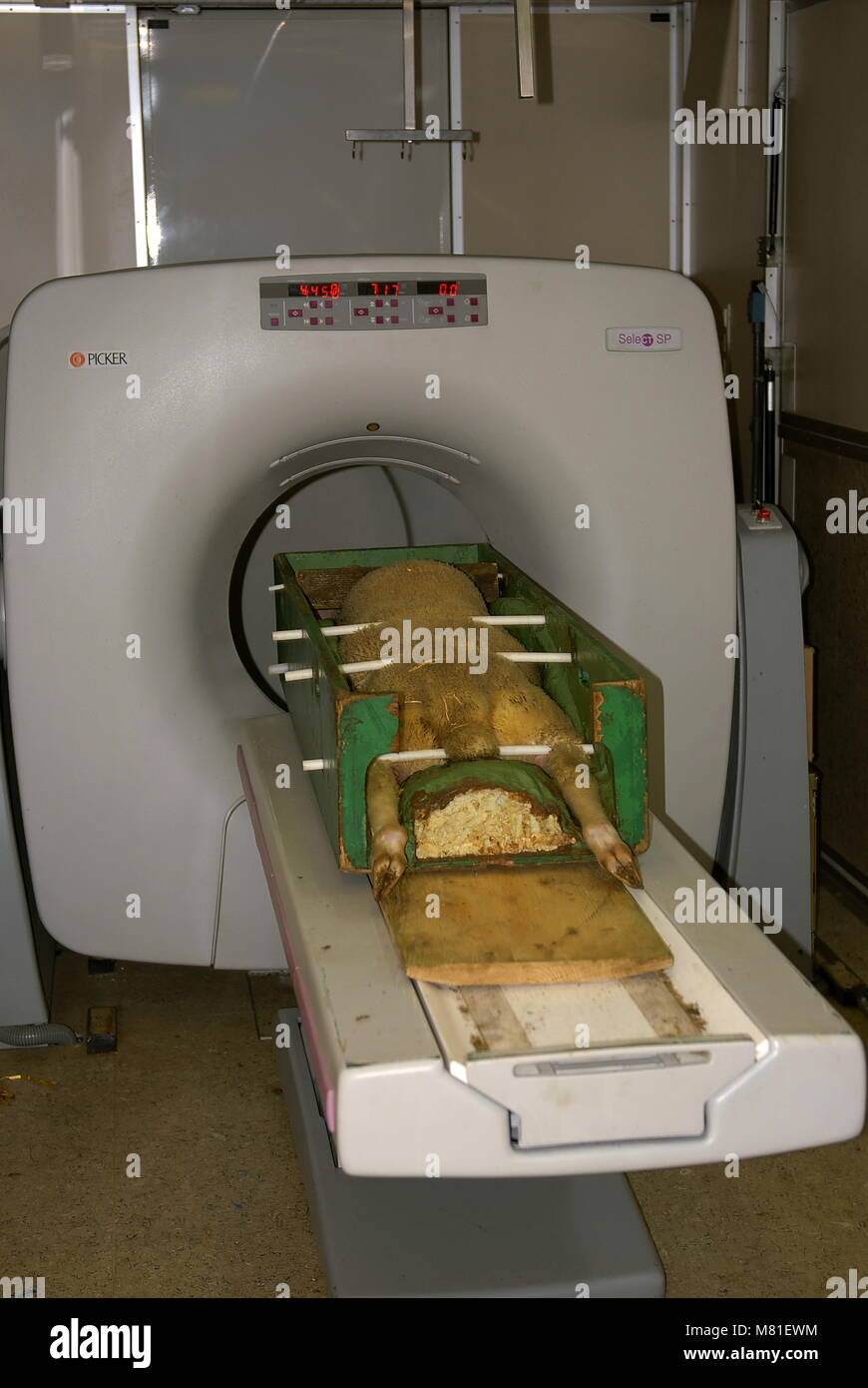 Sheep tomography 21 Stock Photo - Alamy