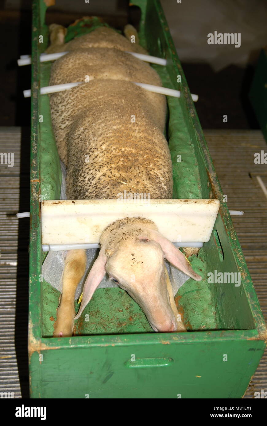 Sheep tomography 19 Stock Photo - Alamy