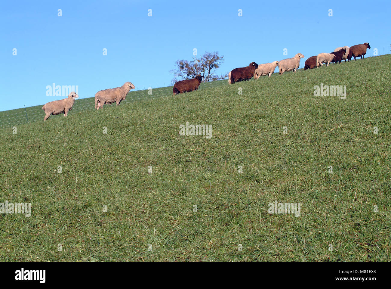 sheep way home 2 Stock Photo - Alamy