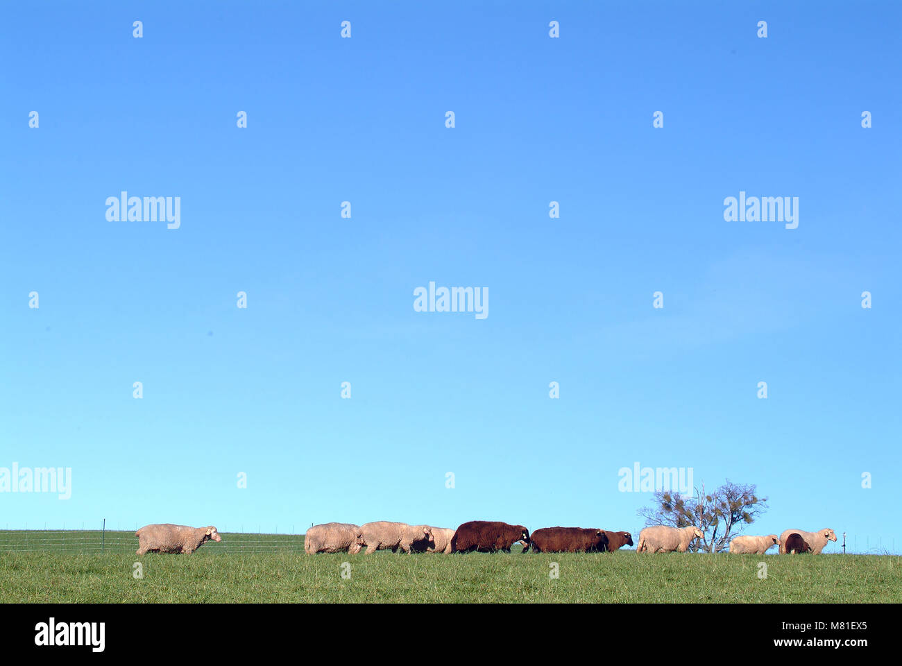 Home paddock hi-res stock photography and images - Alamy