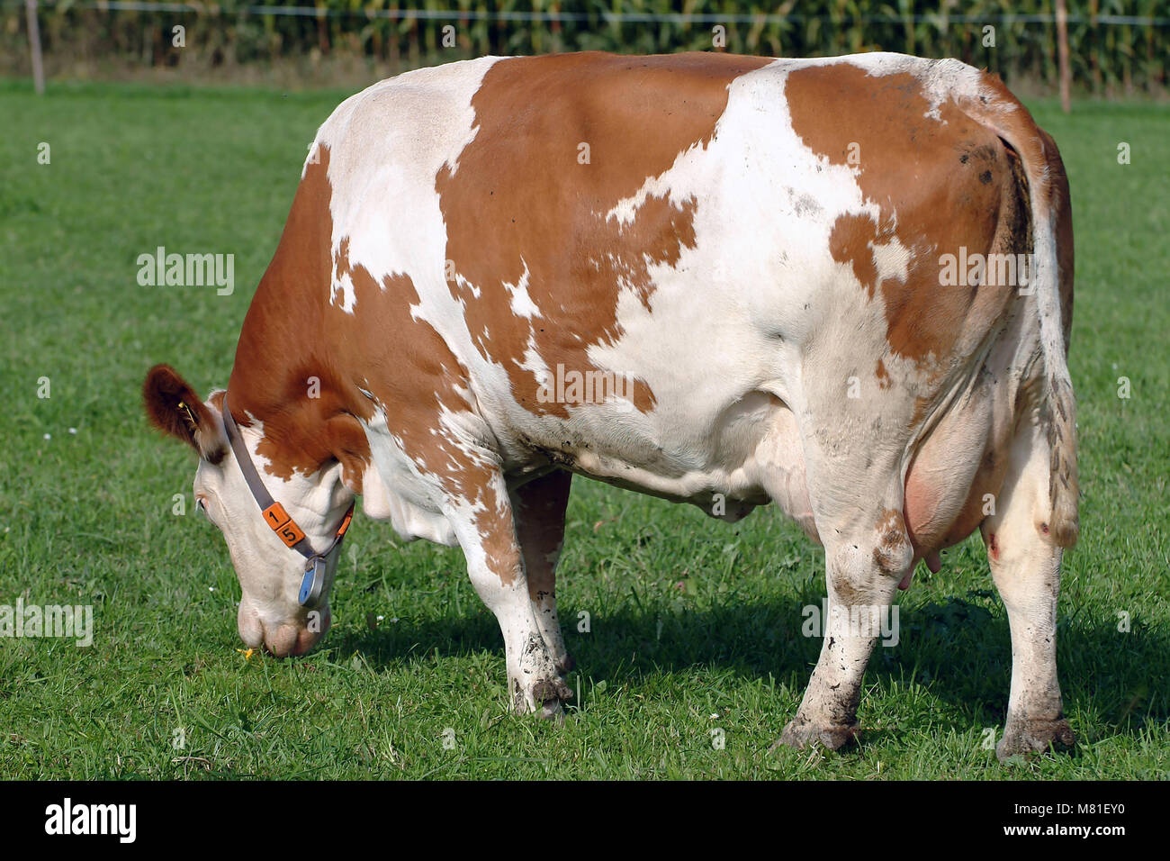 simmenthal cows 05 Stock Photo - Alamy