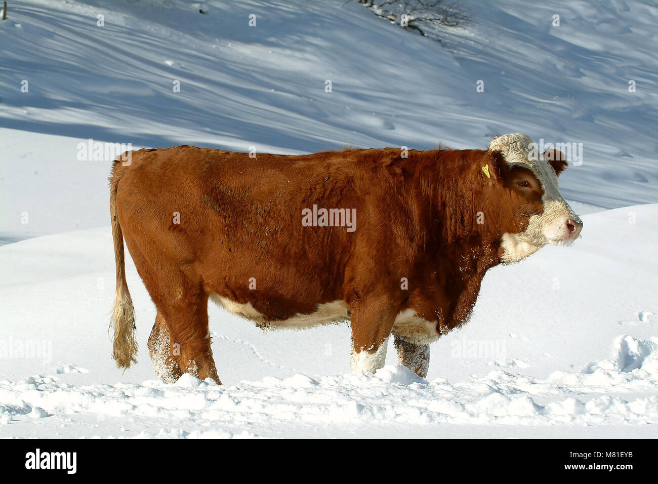 German simmenthal cattle hi-res stock photography and images - Alamy