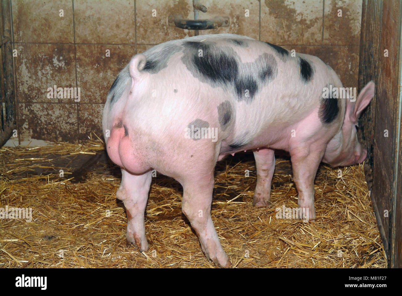 Boar station hi-res stock photography and images - Alamy