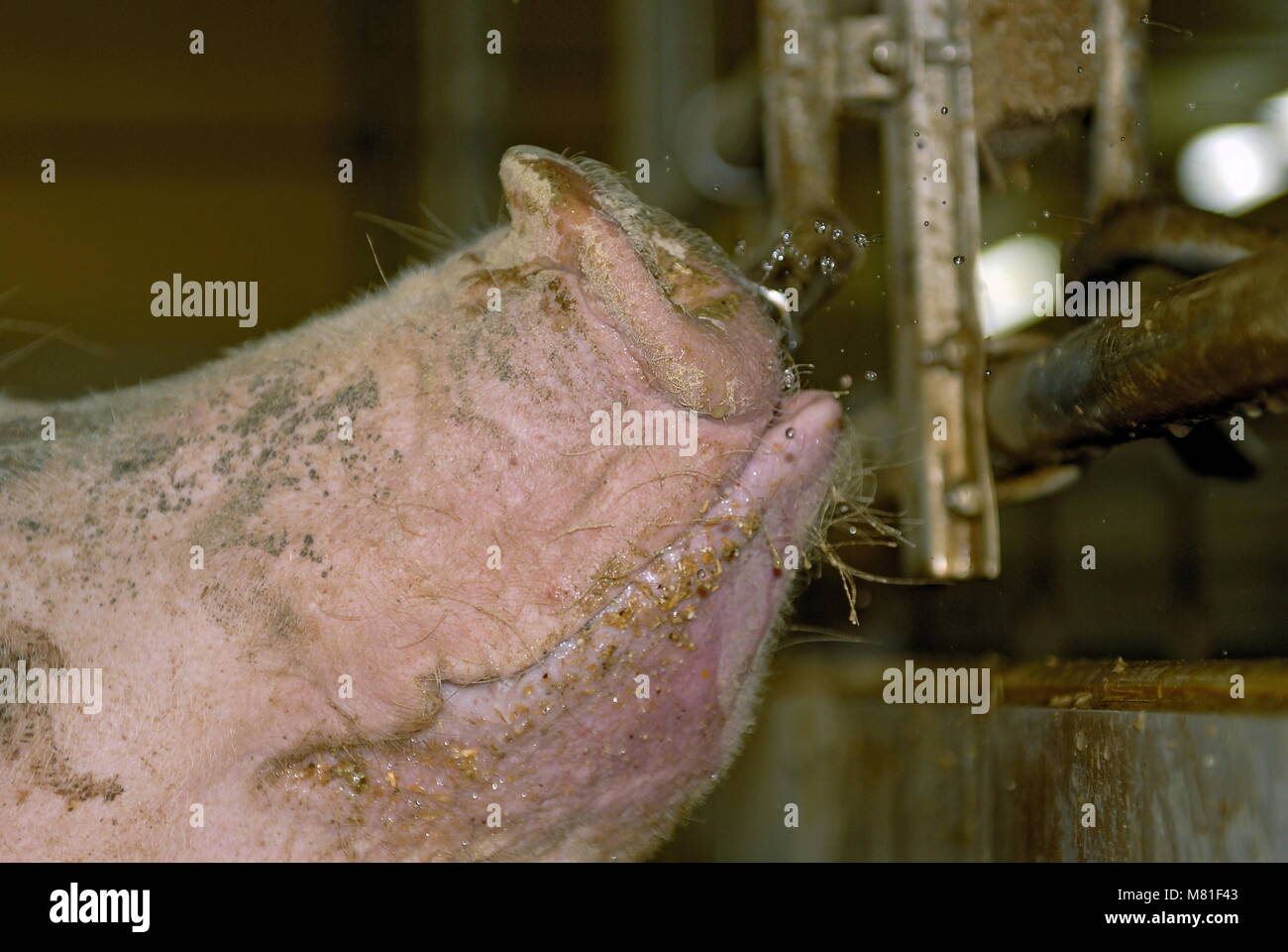 Sow drinks water 3 Stock Photo - Alamy