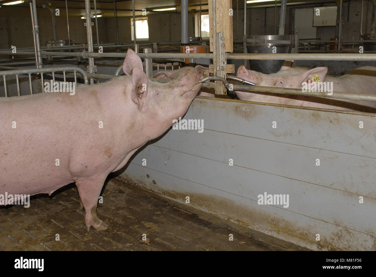 Sow drinks water hi-res stock photography and images - Alamy