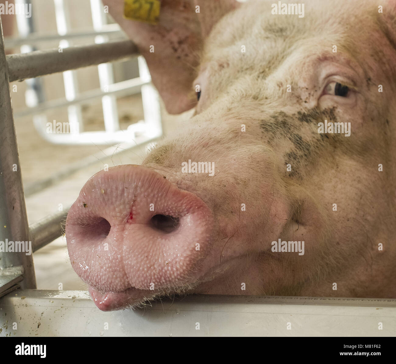 Sow portrait 1 Stock Photo - Alamy