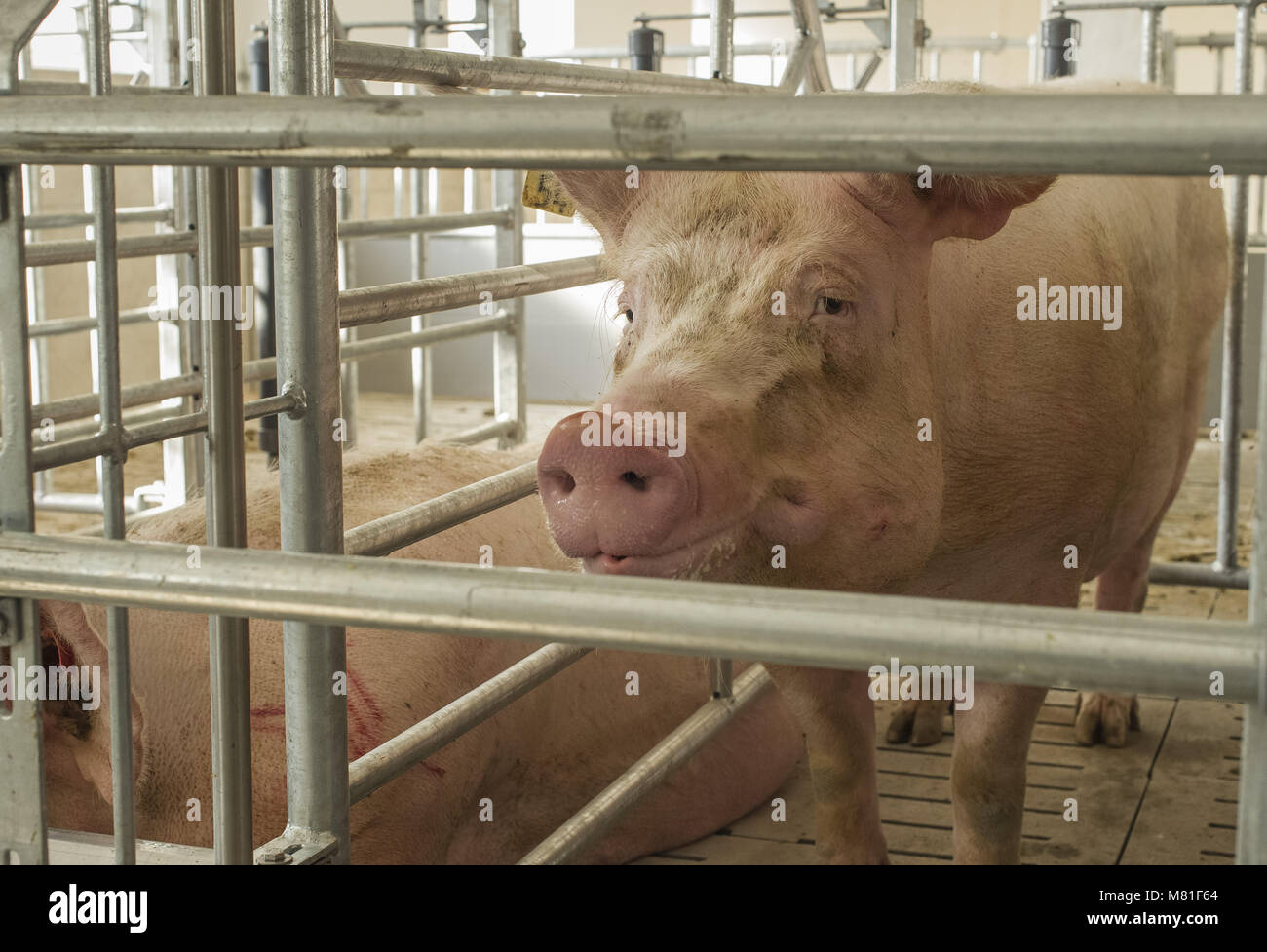 Sow portrait 10 Stock Photo - Alamy