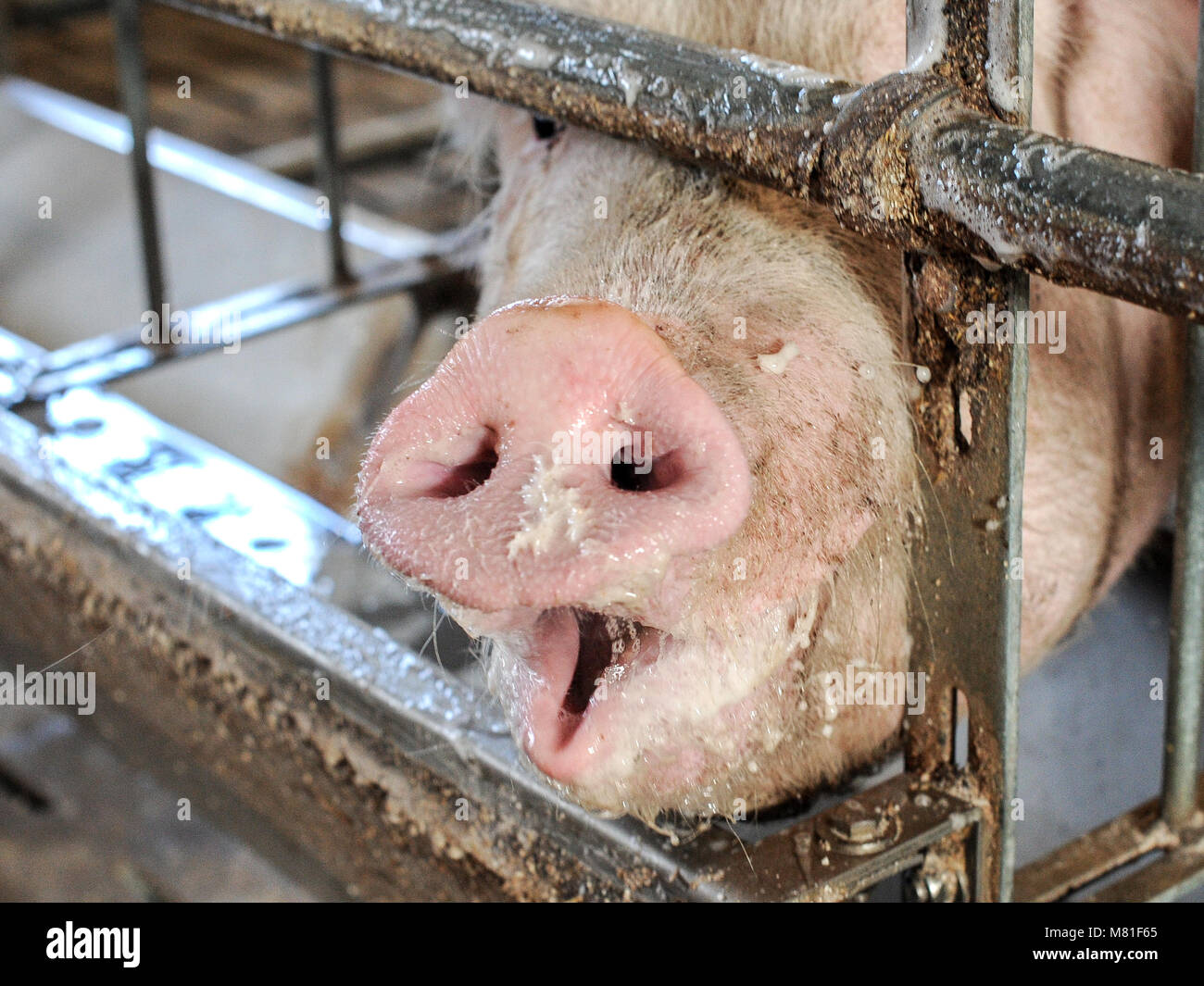 Sow portrait 11 Stock Photo - Alamy