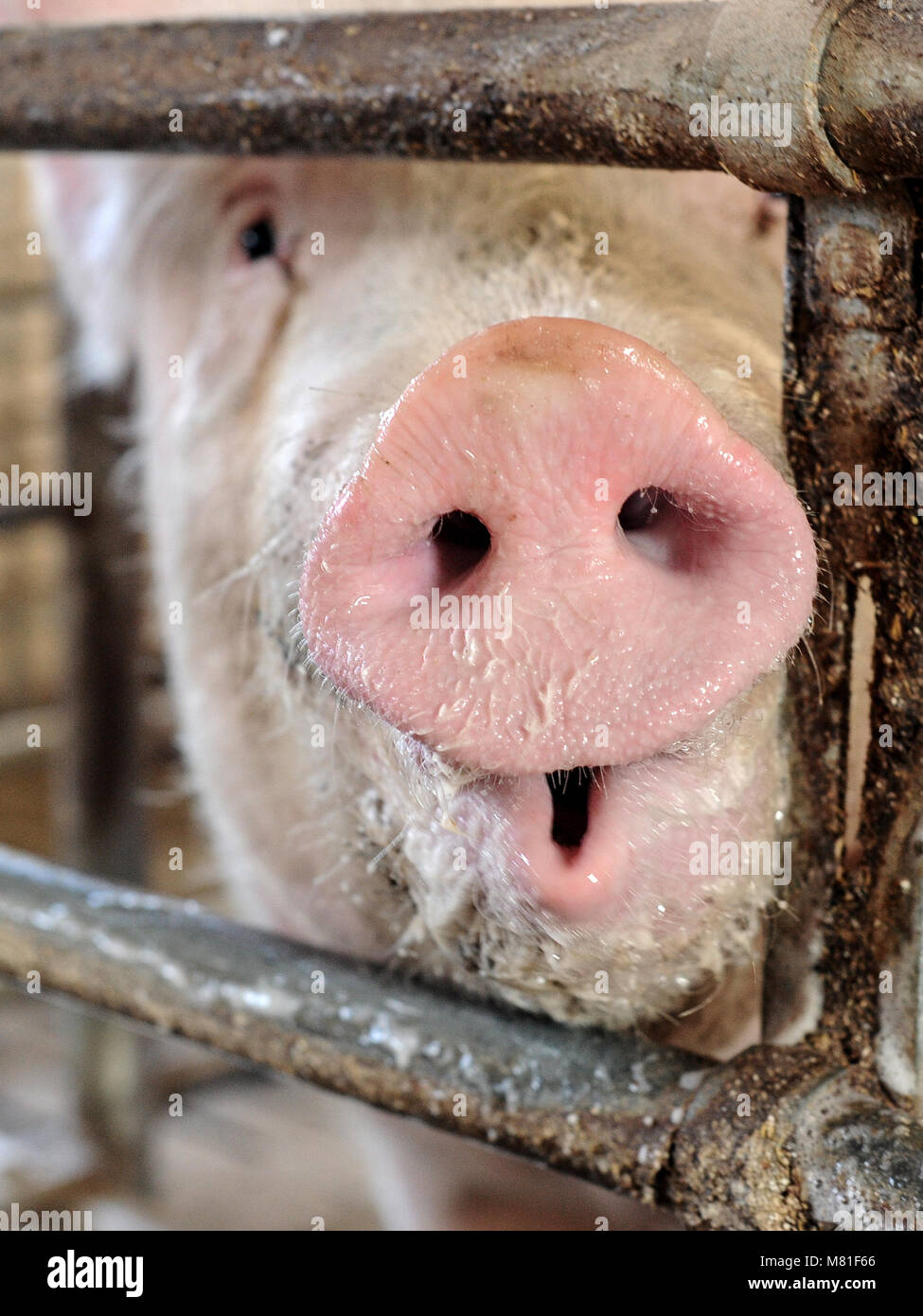 Sow portrait 12 Stock Photo - Alamy