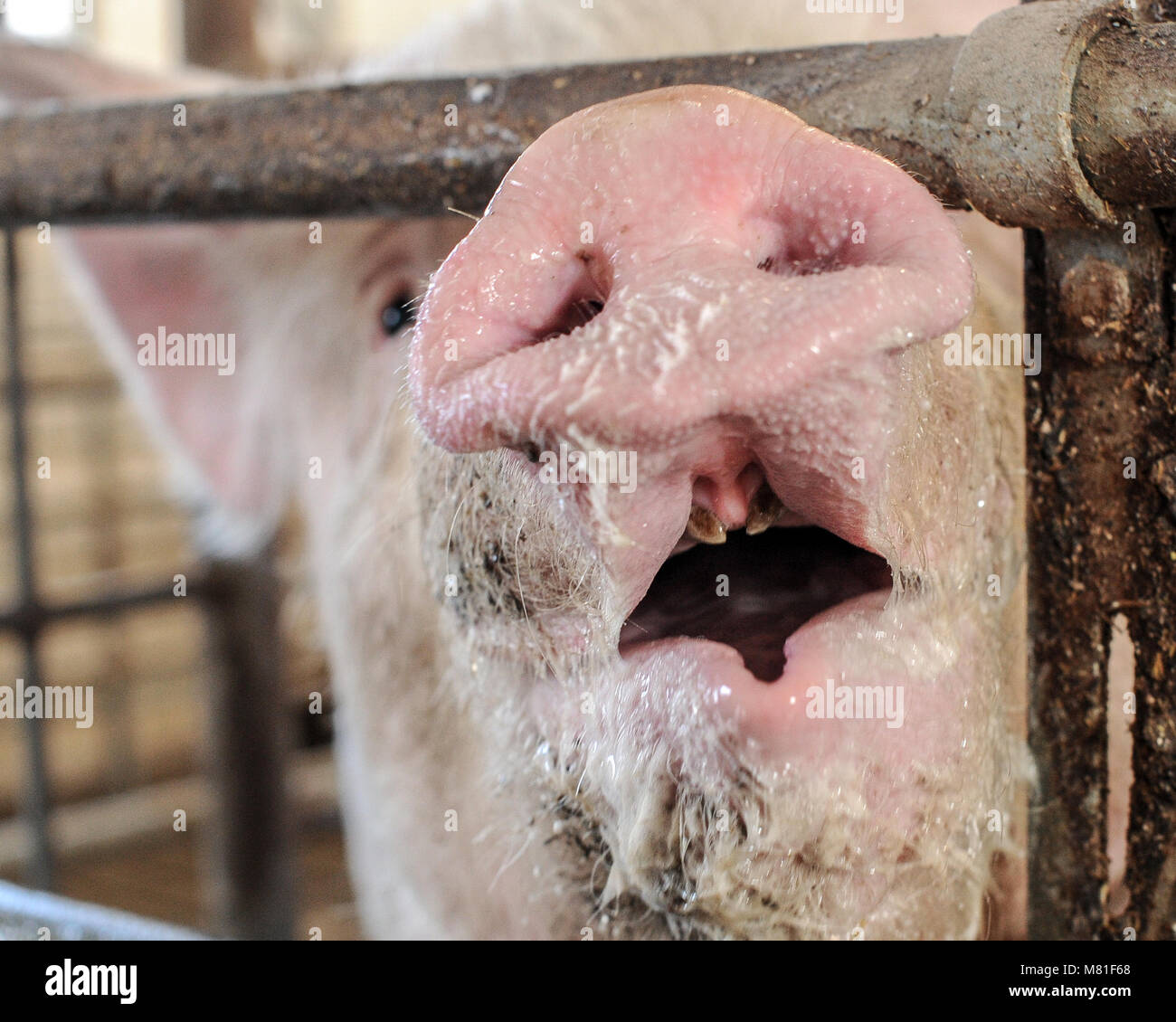 Sow portrait 13 Stock Photo - Alamy