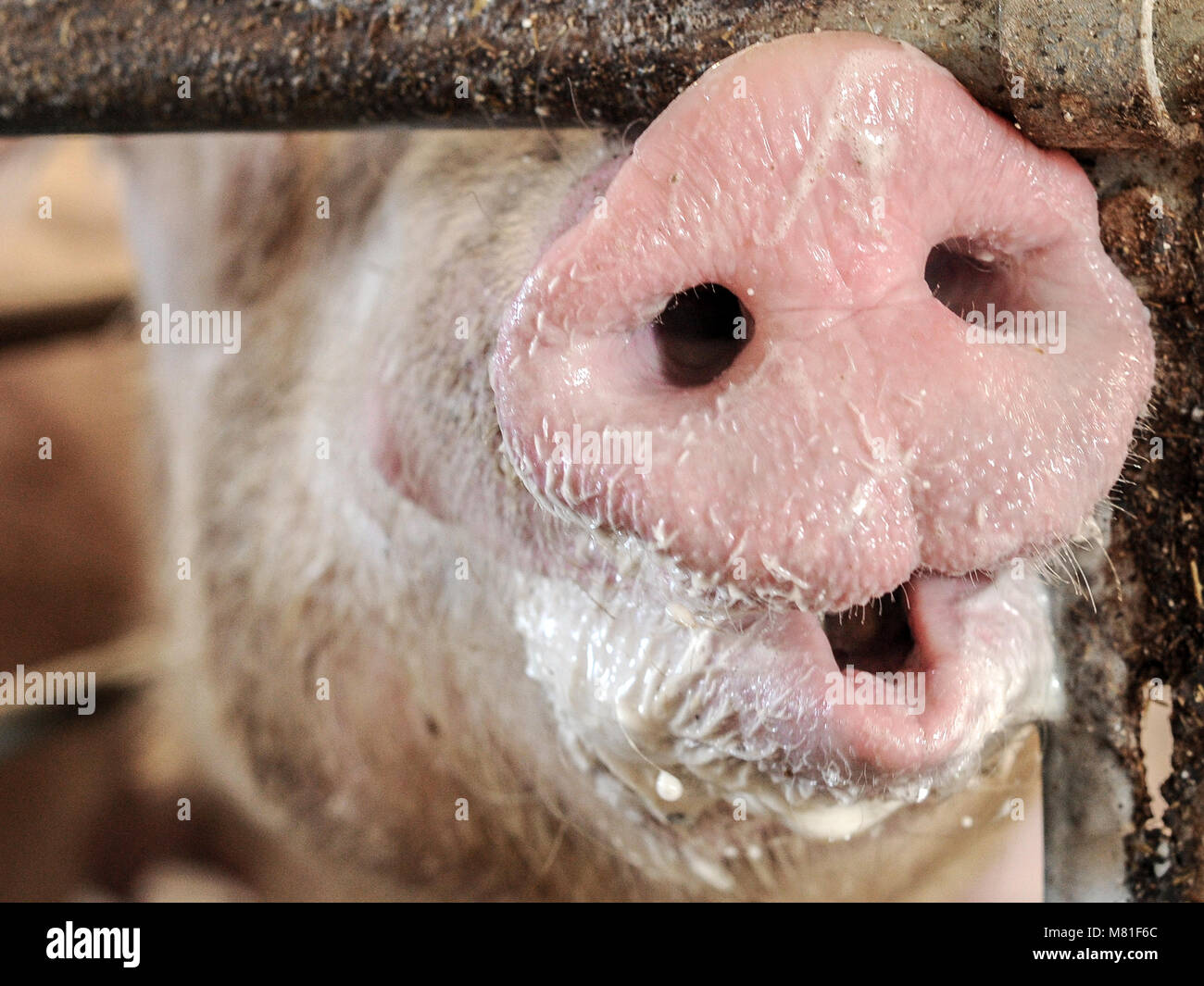 Sow portrait 14 Stock Photo - Alamy
