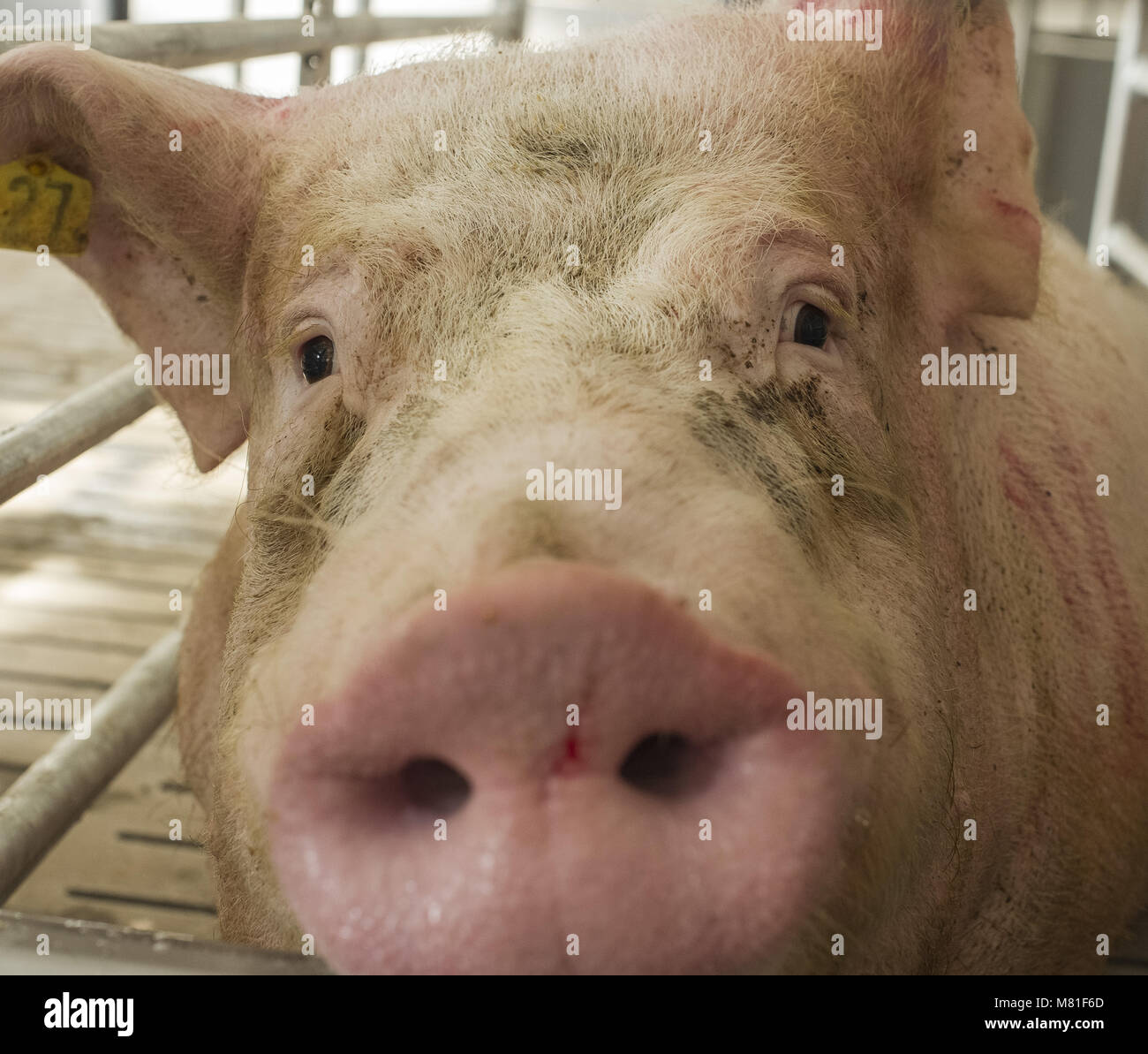 Sow portrait 2 Stock Photo - Alamy