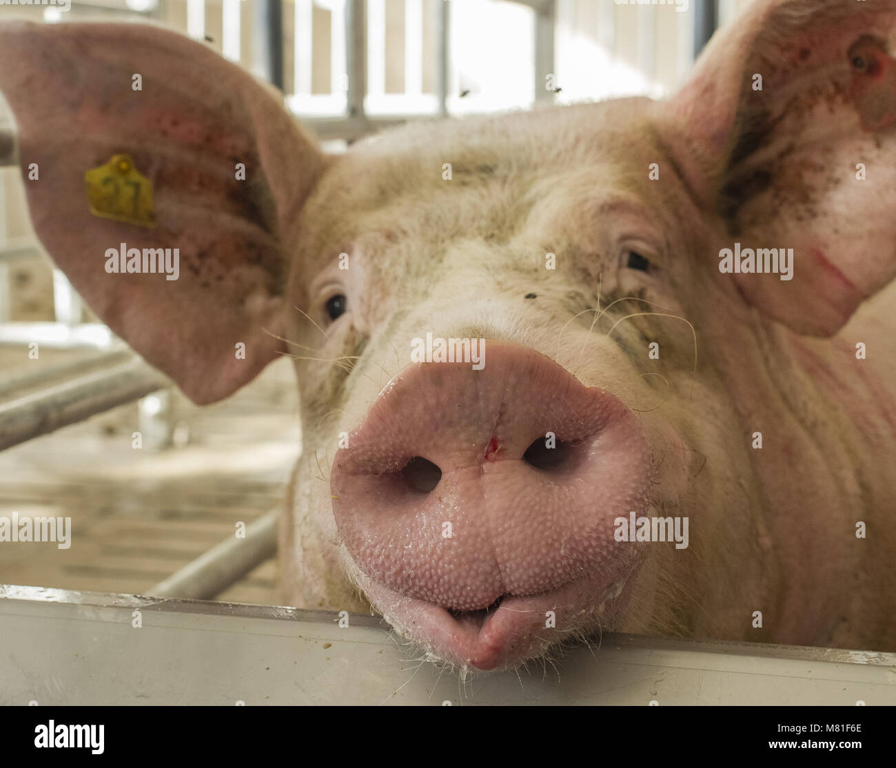 Sow portrait 3 Stock Photo - Alamy