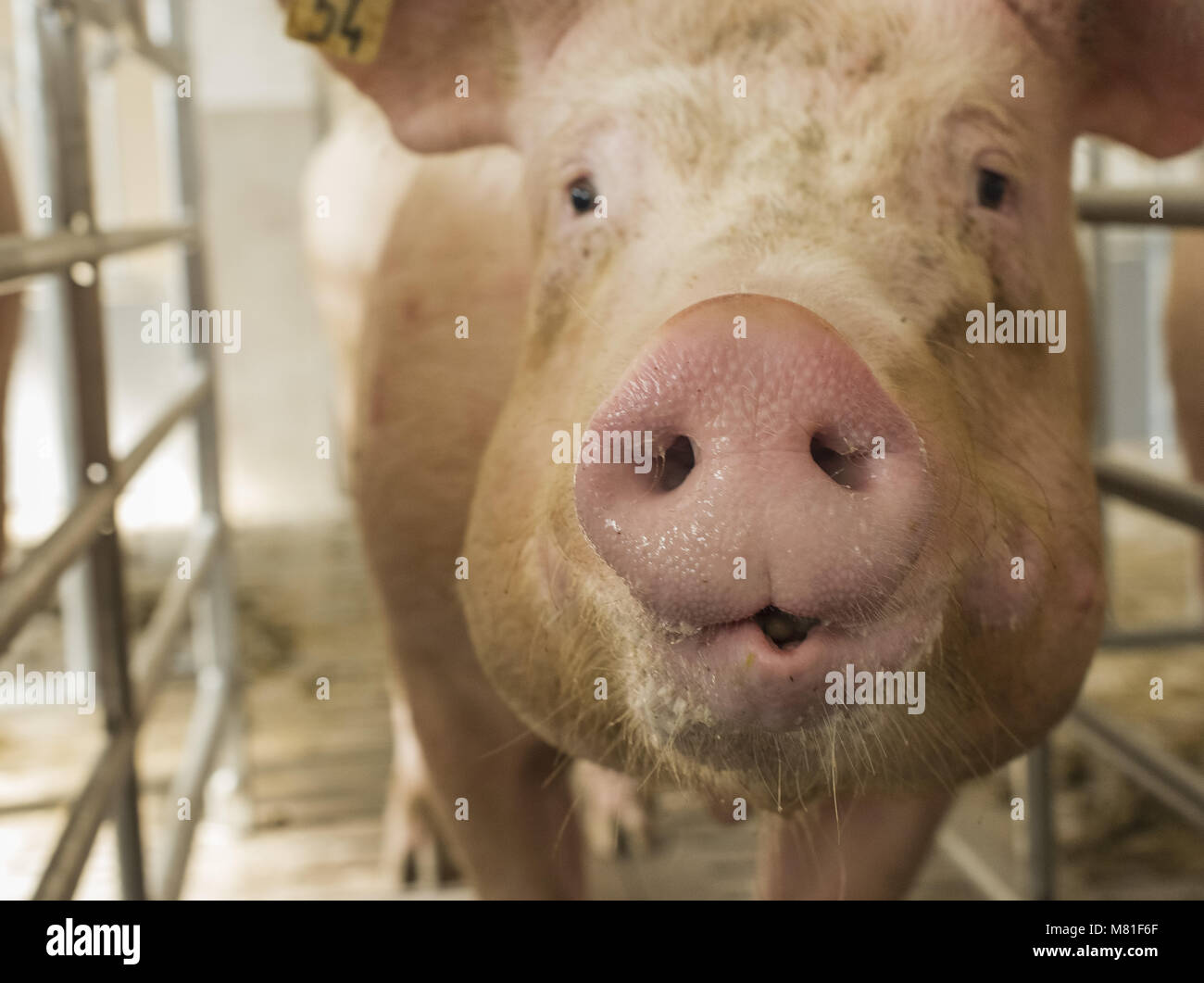 Sow portrait 4 Stock Photo - Alamy