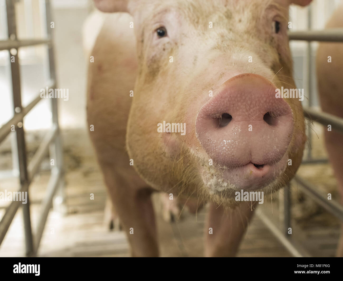 Sow portrait 5 Stock Photo - Alamy